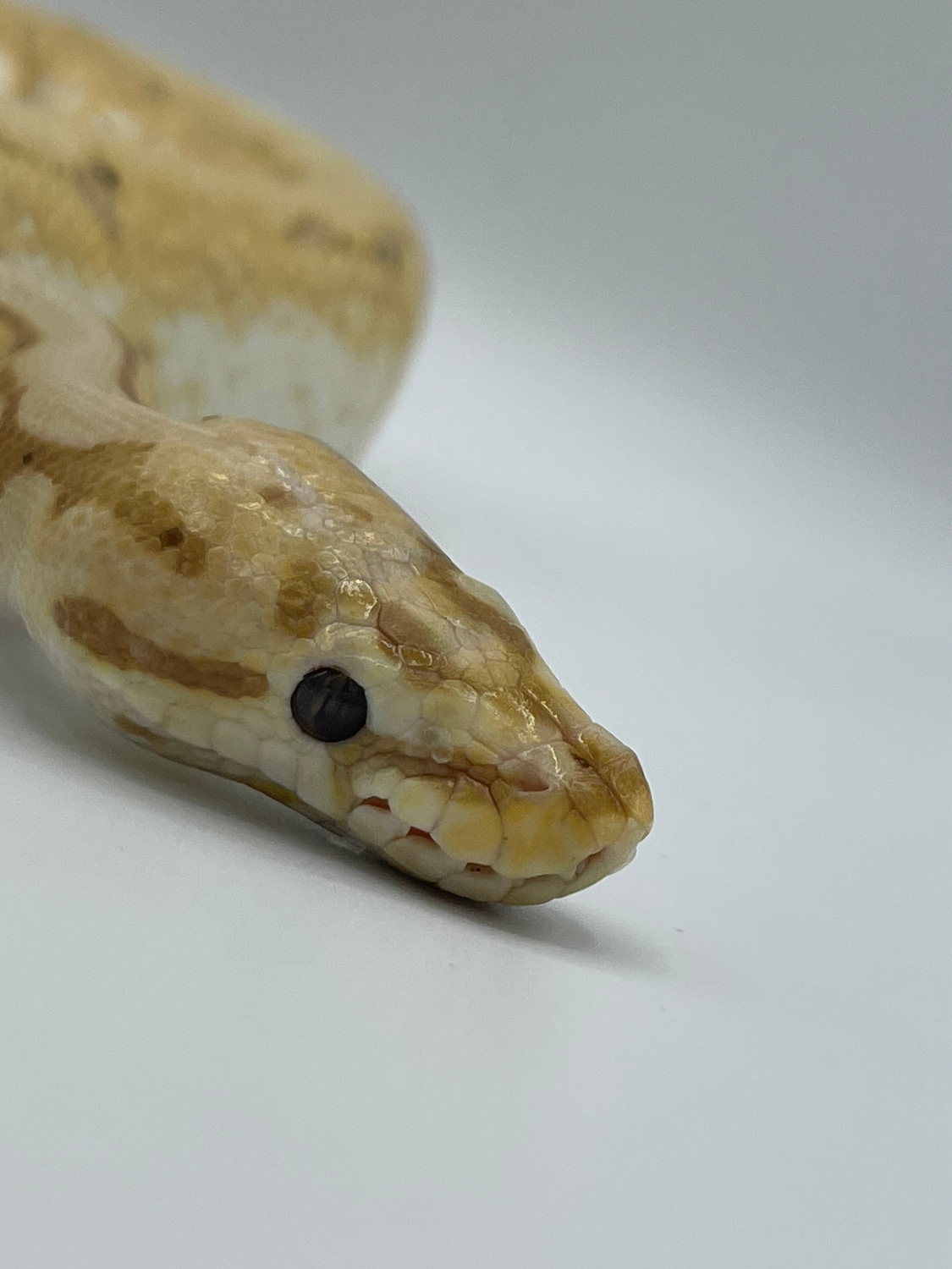 Sale!-- Adult- Fire Coral Glow Bee Ball Python by Anthony Wrenn ...