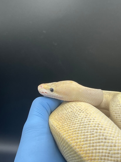 SALE-Ready To BreedPuma Ball Python by Anthony Wrenn Reptiles