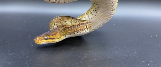 SALE-Ready To Breed Yellow Belly Pinstripe Ball Python by Anthony Wrenn ...