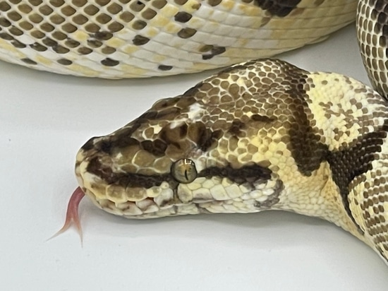 Bumblebee Female Ball Python by Anthony Wrenn Reptiles