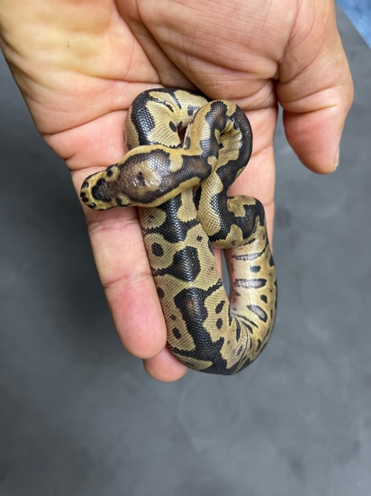 Clown Ball Python by Anthony Wrenn Reptiles