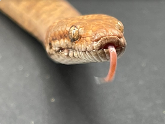 DWARF Python Adult Male Pygmy Python by Anthony Wrenn Reptiles