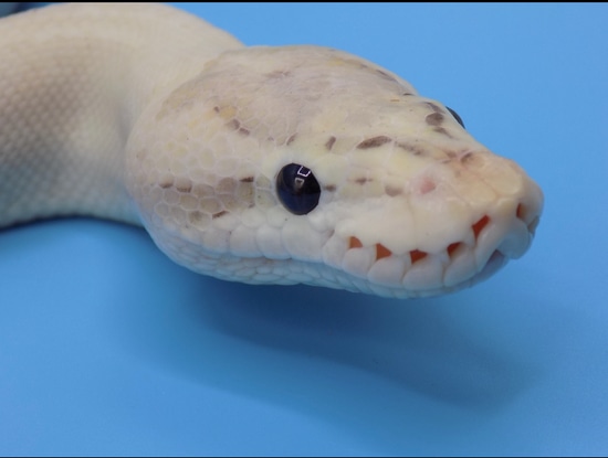 Sale-breeder Puma-Adult Ball Python by Anthony Wrenn Reptiles