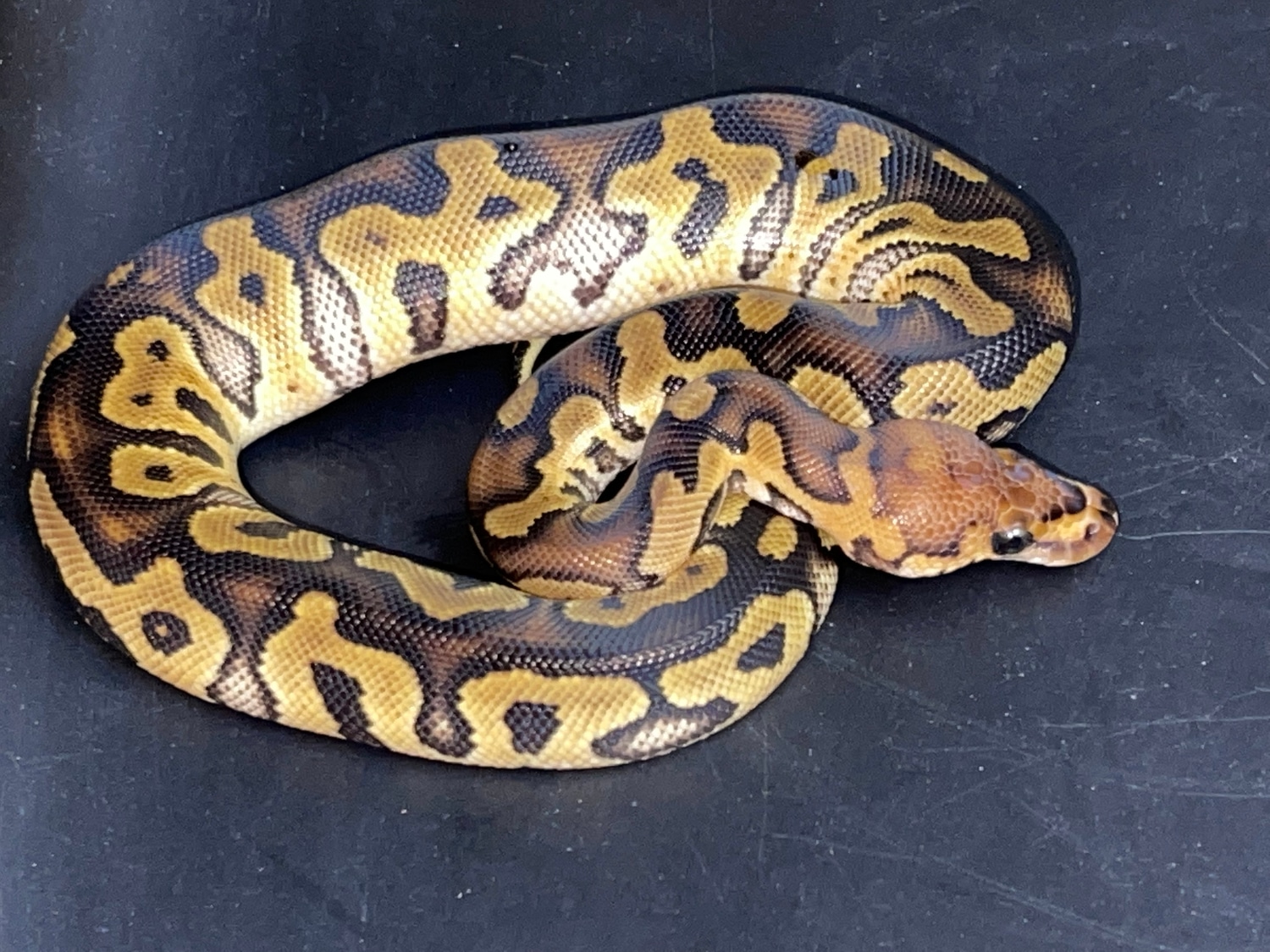 Clown Ball Python by Anthony Wrenn Reptiles - MorphMarket