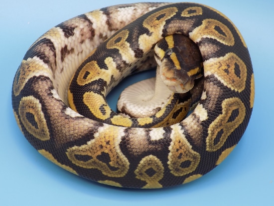 Mystic Ball Python by Anthony Wrenn Reptiles