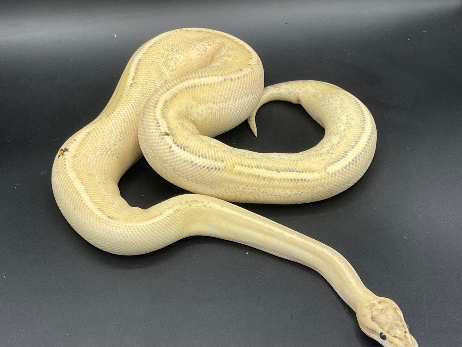 Ivory Ball Python by Anthony Wrenn Reptiles - MorphMarket