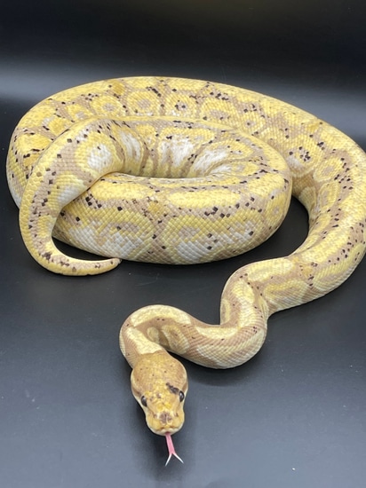 Ready To Breed! Coral Glow/Banana-FREE SHIPPING! Ball Python by Anthony ...