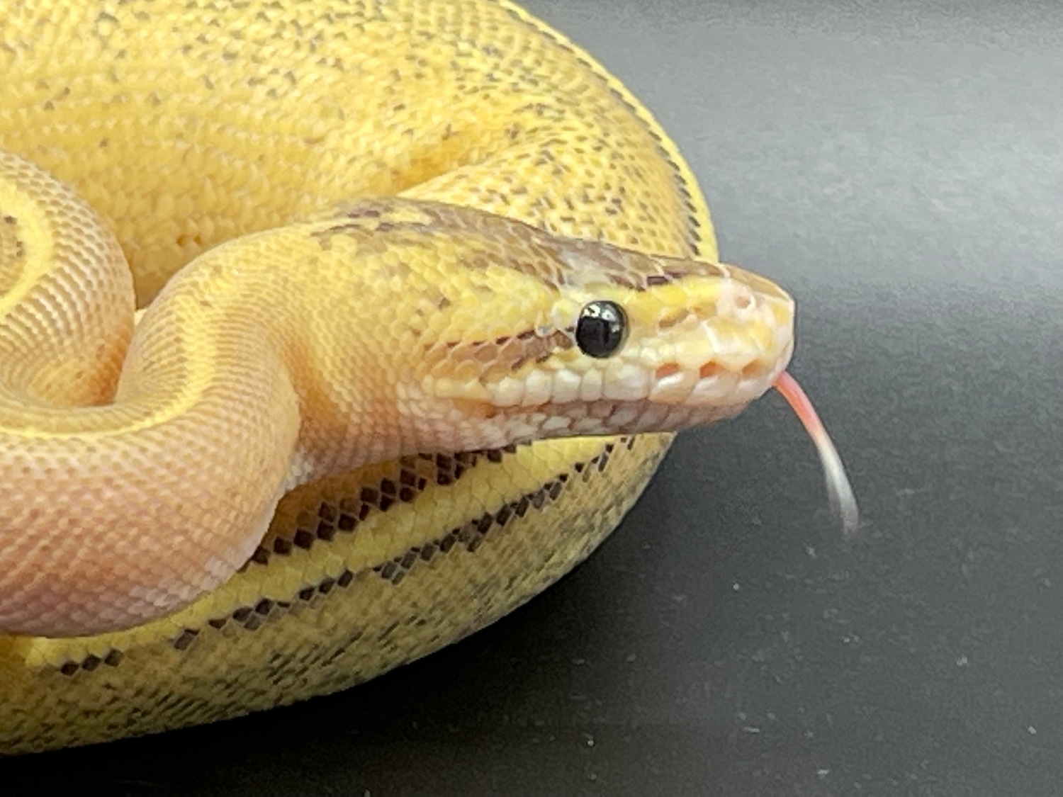 Puma Ball Python by Anthony Wrenn Reptiles - MorphMarket
