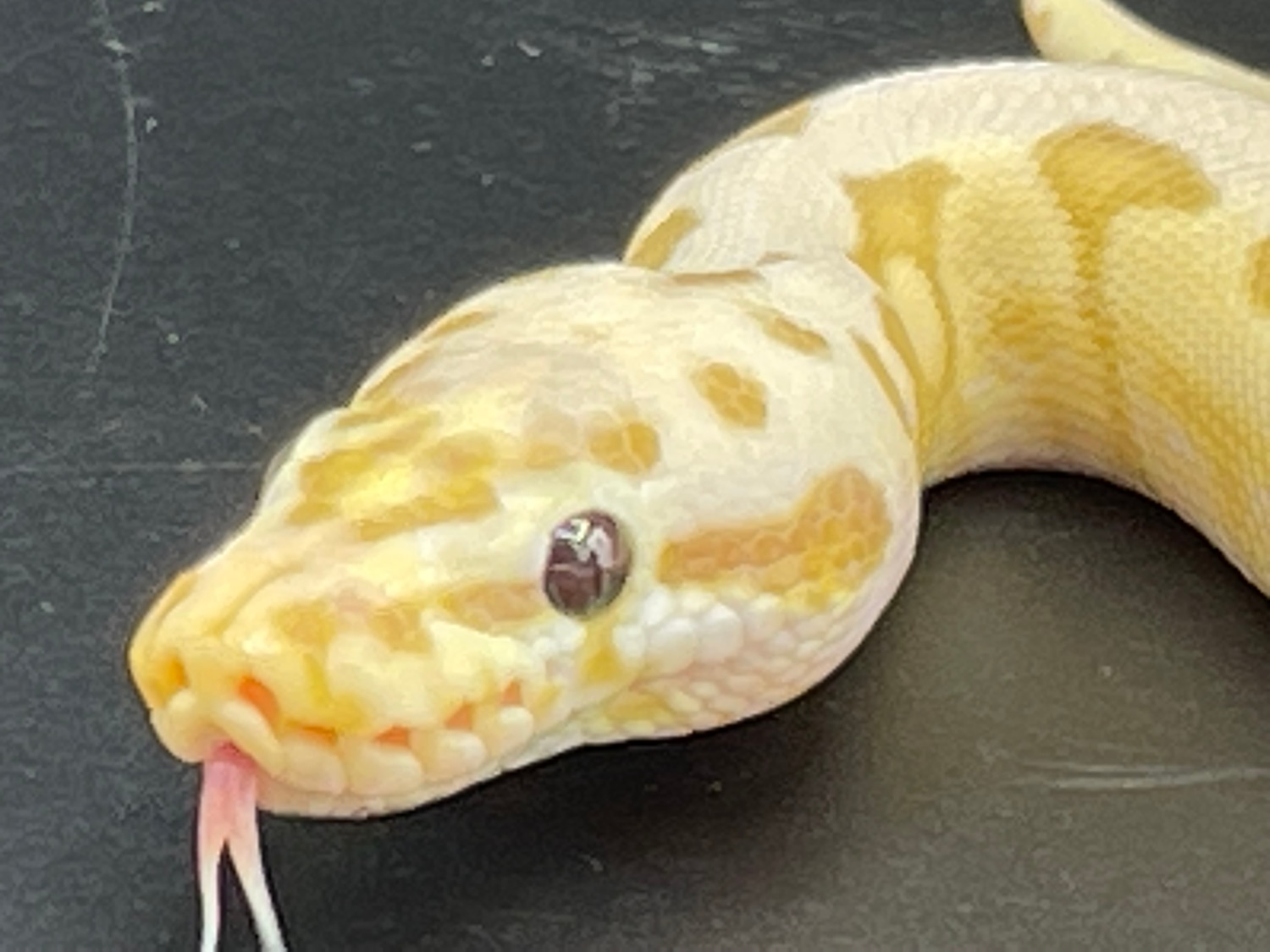 Fire Coral Bee Ball Python by Anthony Wrenn Reptiles - MorphMarket