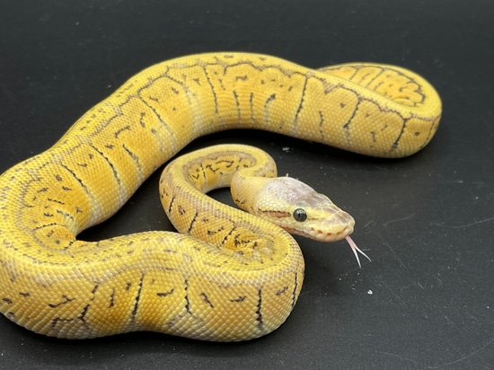 Sale-Killer Blast! 66% Het. Clown! Ball Python by Anthony Wrenn Reptiles