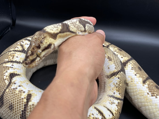 Sale-Bumblebee Female Ball Python by Anthony Wrenn Reptiles