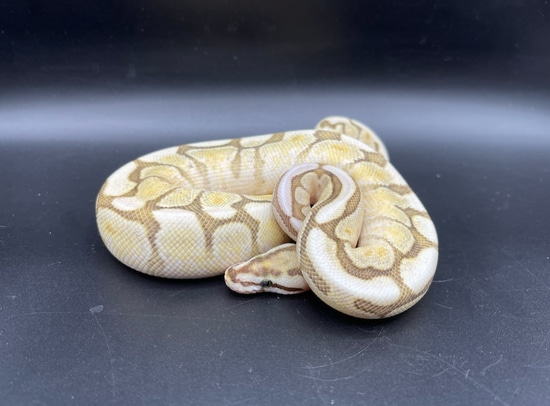 Sale-Butter Bee Ball Python by Anthony Wrenn Reptiles