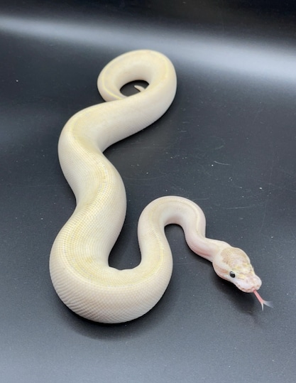 Blue Eye Snake Ball Python by Anthony Wrenn Reptiles