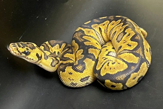 SALE - Pastel Clown Ball Python by Anthony Wrenn Reptiles