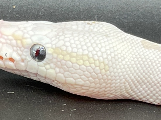 BLUE-EYEs White Snake. Ball Python by Anthony Wrenn Reptiles