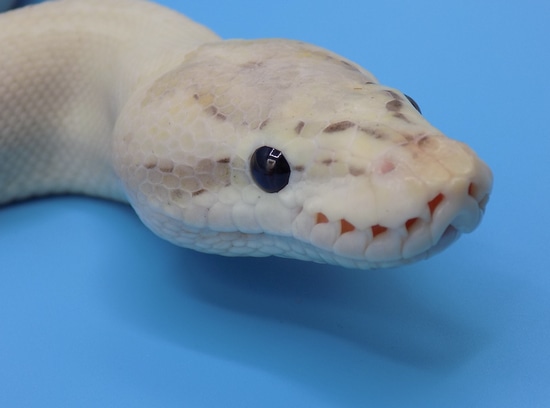 SALE - Sale-breeder Puma-Adult Ball Python by Anthony Wrenn Reptiles