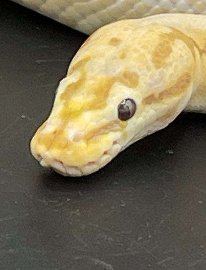 Hold- CoralGlow Bumblebee Ball Python by Anthony Wrenn Reptiles
