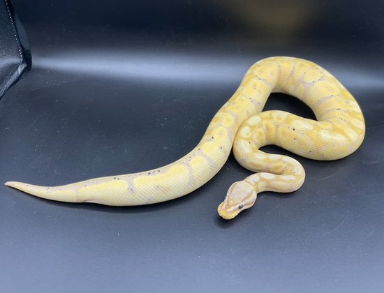 Sale- Coral Glow Super Pastel Something Else Ball Python by Anthony ...