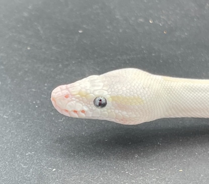 BEL- Blue Eyes WHITE Snake Ball Python by Anthony Wrenn Reptiles