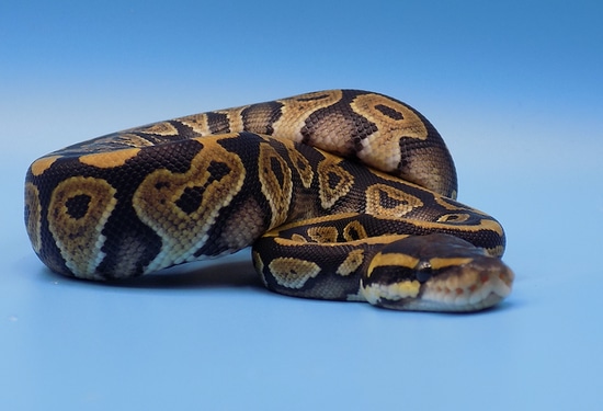 Sale- Mystic Ball Python by Anthony Wrenn Reptiles