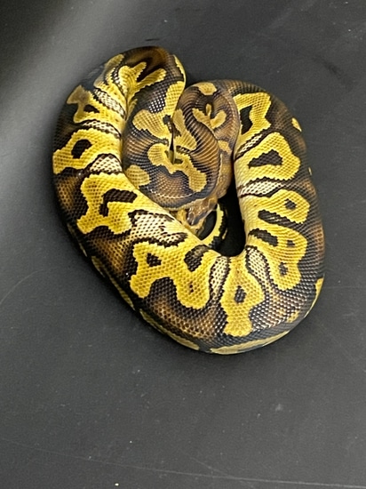 SALE - Clown Ball Python by Anthony Wrenn Reptiles