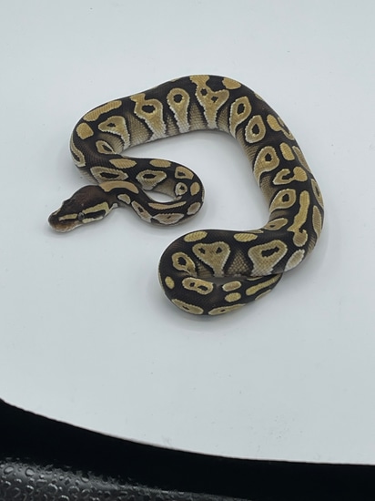 SALE - Pastave Ball Python by Anthony Wrenn Reptiles