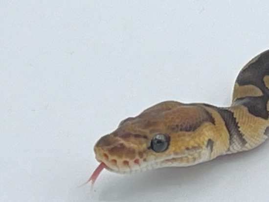 Female Clown Ball Python by Anthony Wrenn Reptiles