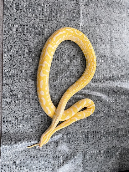 Ready To Breed: Labyrinth Albino Adult Burmese Python by Anthony Wrenn ...