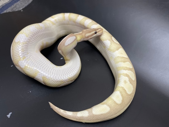 SALE: Beautiful Fire Butter Ball Python by Anthony Wrenn Reptiles