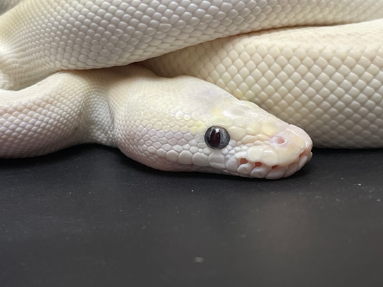 Blue Eye White Snake Ball Python by Anthony Wrenn Reptiles