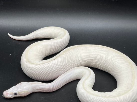 SALE - Rare BLUE-EYEs Mystic Butter. Ball Python by Anthony Wrenn Reptiles