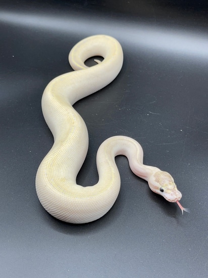 Sale-Mystic Butter Ball Python by Anthony Wrenn Reptiles
