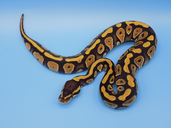 Sale- Mystic Ball Python by Anthony Wrenn Reptiles