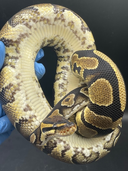 Sale- Adult Female Yellow Belly Ball Python by Anthony Wrenn Reptiles