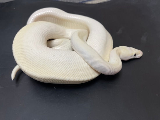 Blue Eye White Snake Ball Python by Anthony Wrenn Reptiles