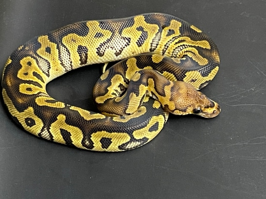 Clearance - Clown Ball Python by Anthony Wrenn Reptiles
