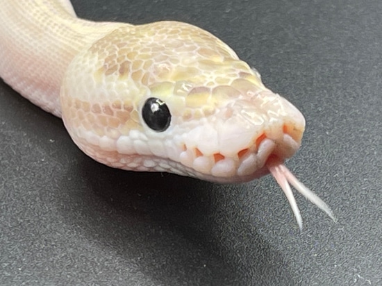 Clearance-Mystic Butter Ball Python by Anthony Wrenn Reptiles