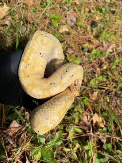 Clearance- Coral Glow Super Pastel Something Else Ball Python by ...