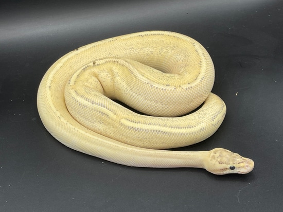 Clearance- Ivory Ball Python by Anthony Wrenn Reptiles
