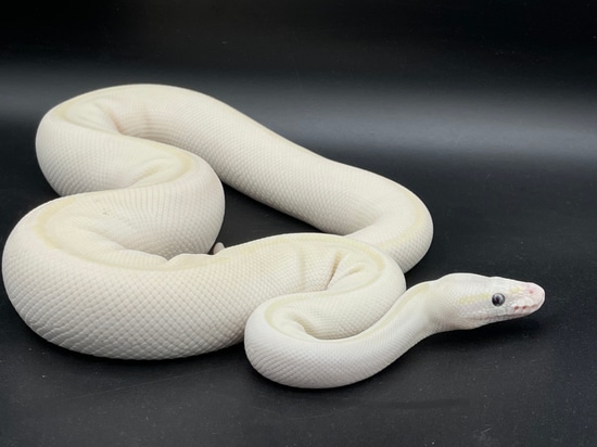 Clearance- BEL- Blue Eyes WHITE Snake Ball Python by Anthony Wrenn Reptiles