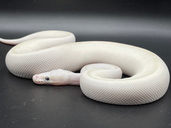 Clearance - Rare BLUE-EYEs Mystic Butter. Ball Python by Anthony Wrenn ...