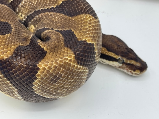 Enchi Adult FEMale Ball Python by Anthony Wrenn Reptiles
