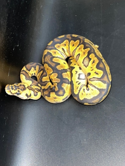 Clearance - Pastel Clown Ball Python by Anthony Wrenn Reptiles