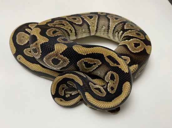 Clearance- Mystic Ball Python by Anthony Wrenn Reptiles