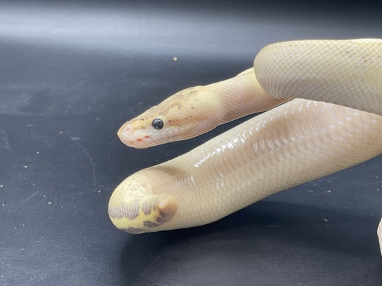 Clearance- Ivory Ball Python by Anthony Wrenn Reptiles