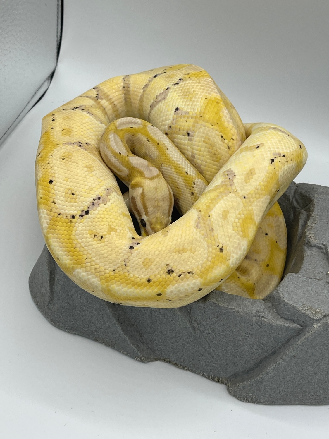 Clearance-Banana Super Pastel Something else