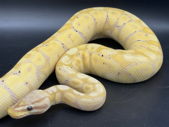 Clearance- Banana Super Pastel & Something Else Ball Python by Anthony ...