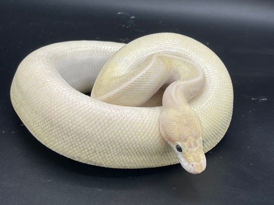Clearance - Sale-breeder Puma Pinstripe-Adult Ball Python by Anthony ...