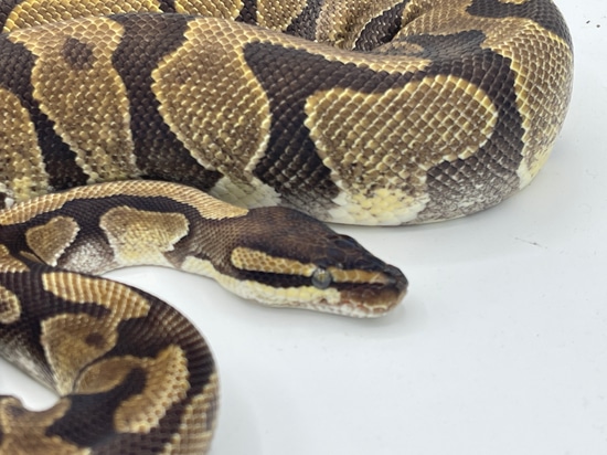 Enchi Adult FEMale Ball Python by Anthony Wrenn Reptiles