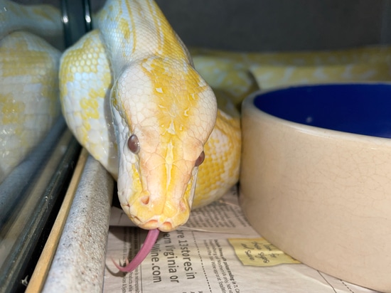 Freindly Adult Breeder Burmese Python by Anthony Wrenn Reptiles